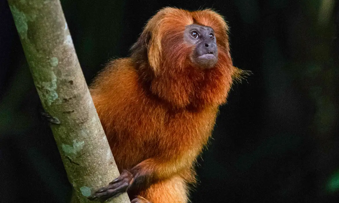 Federal Police arrest suspected smuggler of golden lion tamarins ...