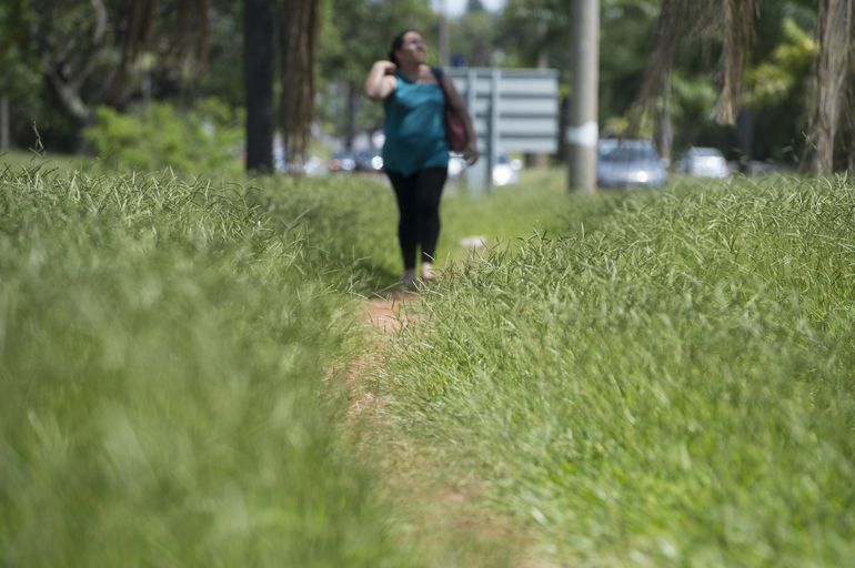 Mato alto em Brasília | Agência Brasil