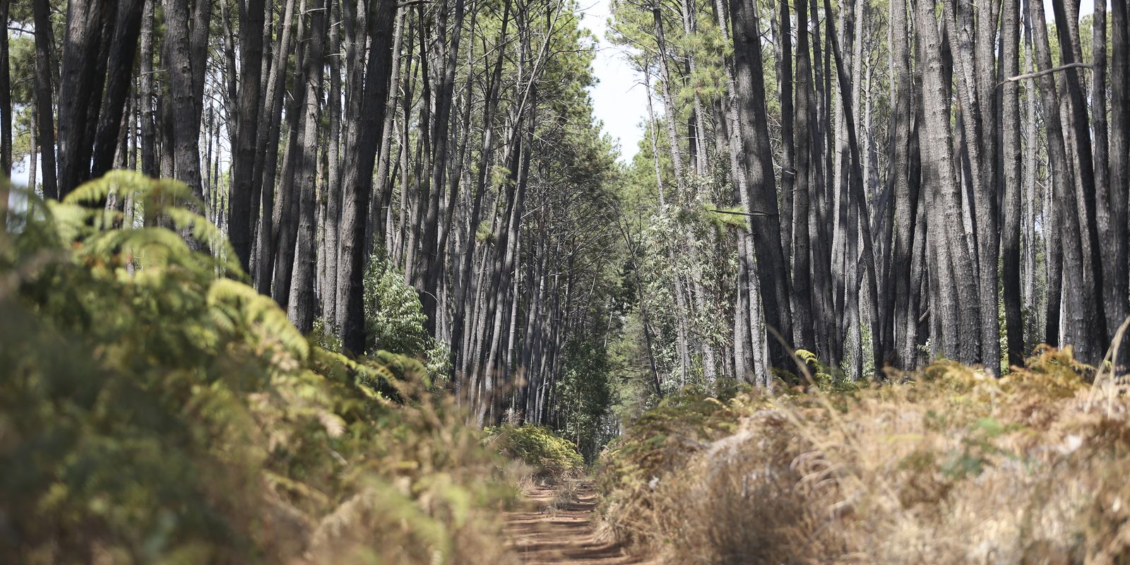 Clima seco no Parque Nacional de Brasília | Agência Brasil