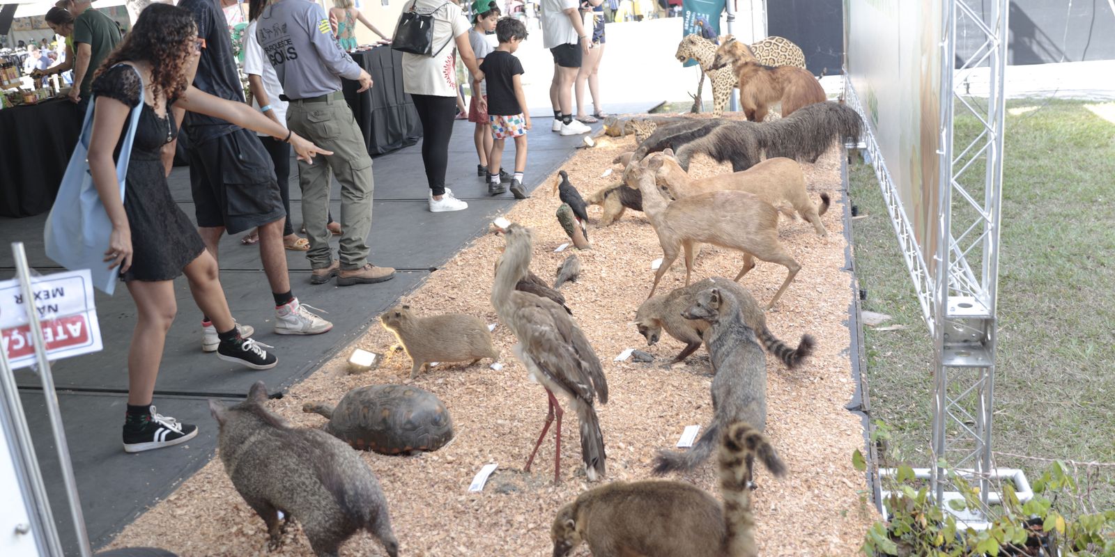 Festival Fica 2025 | Agência Brasil