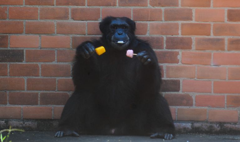 Animais do zoológico do Rio se refrescam com sorvete | Agência Brasil