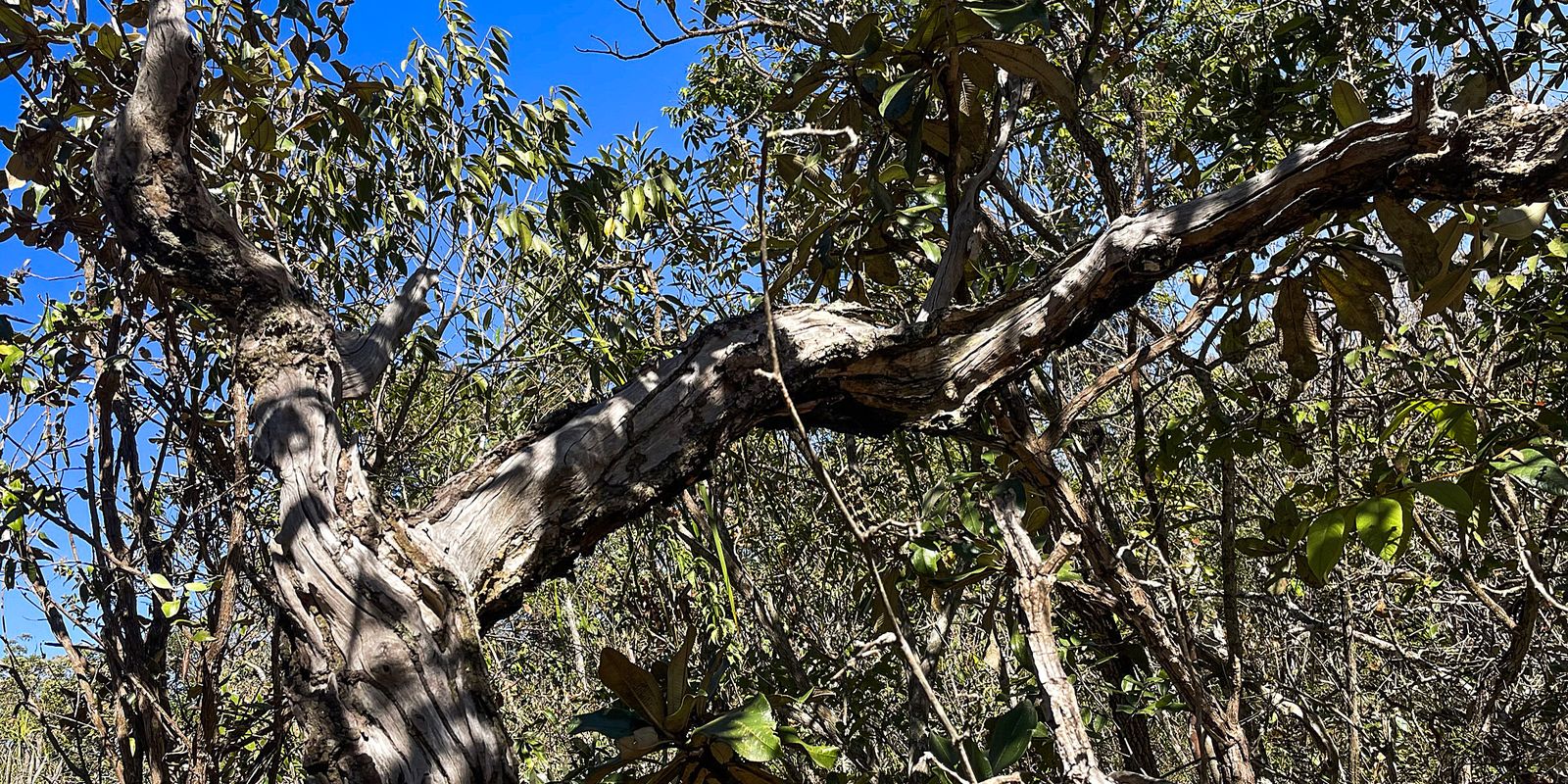 CORES E FORMAS DO CERRADO EM BRASÍLIA | Agência Brasil