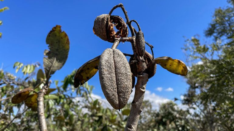 CORES E FORMAS DO CERRADO EM BRASÍLIA | Agência Brasil