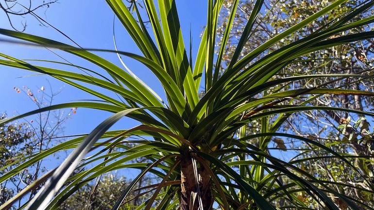 CORES E FORMAS DO CERRADO EM BRASÍLIA | Agência Brasil