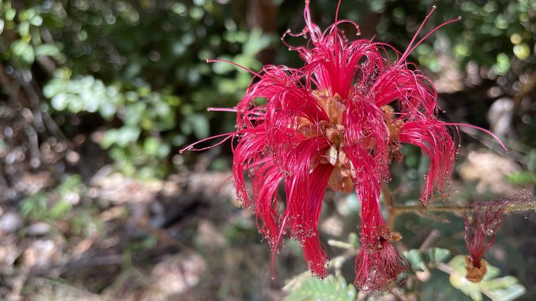 CORES E FORMAS DO CERRADO EM BRASÍLIA | Agência Brasil