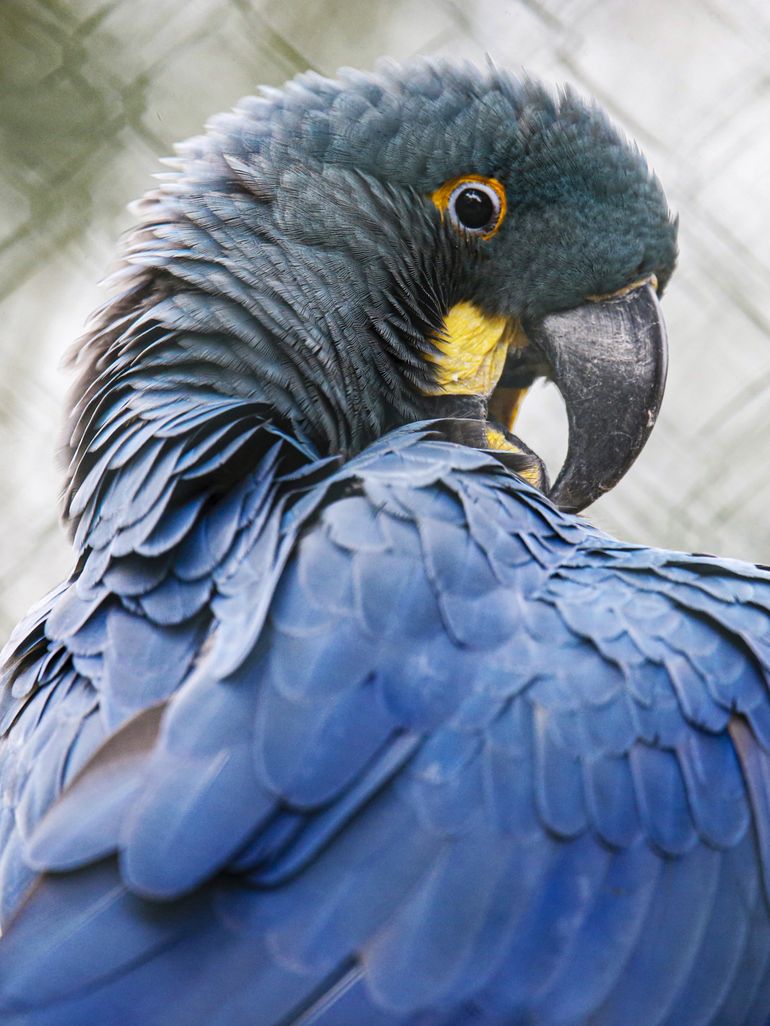 Arara Azul de Lear | Agência Brasil