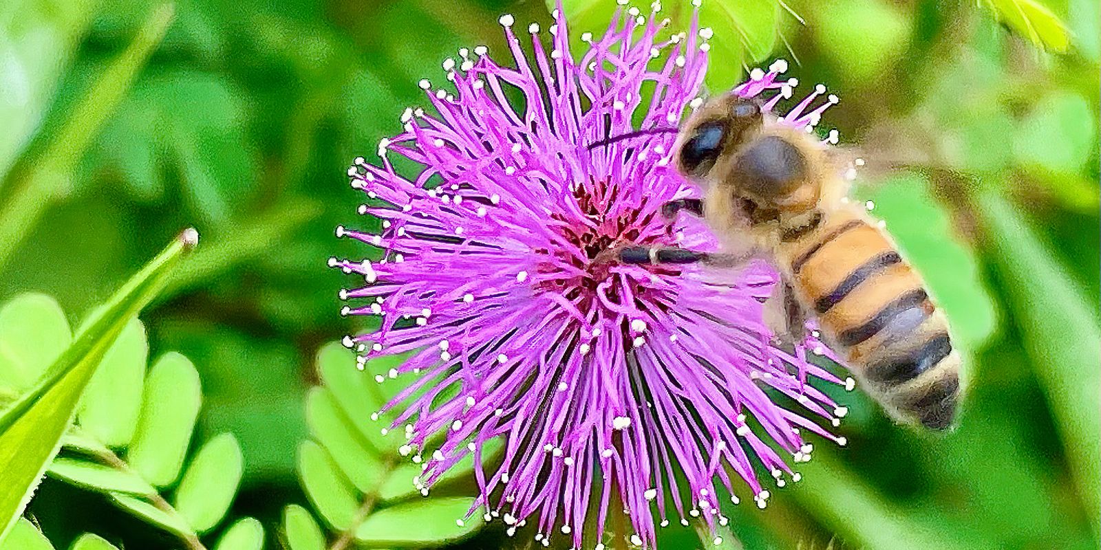 Abelha; pólem; polenização; extinção; abelha africana; mel | Agência Brasil