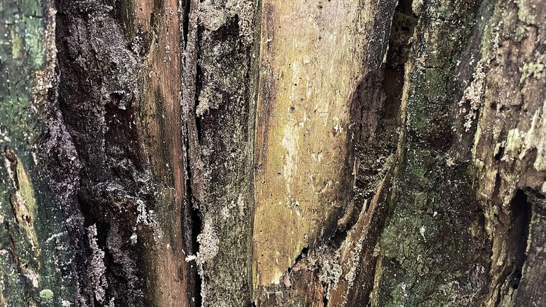 CORES E FORMAS DO CERRADO EM BRASÍLIA | Agência Brasil