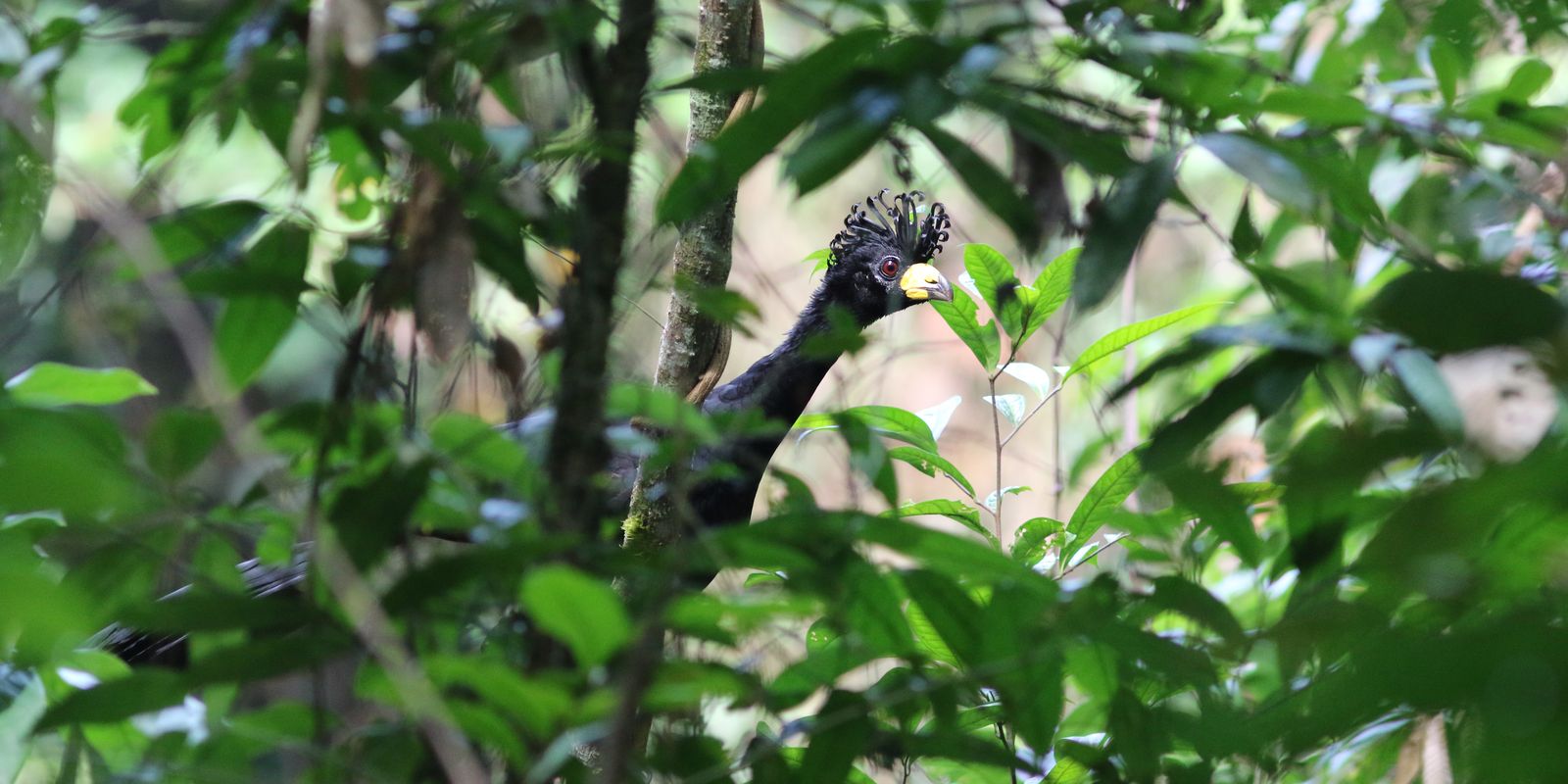 Researchers find nearly extinct bird missing for 40 years | Agência Brasil