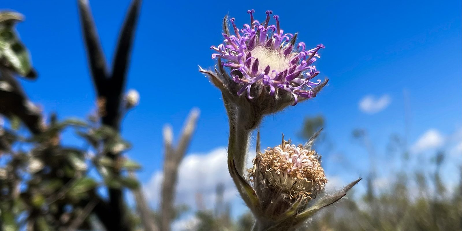 CORES E FORMAS DO CERRADO EM BRASÍLIA | Agência Brasil