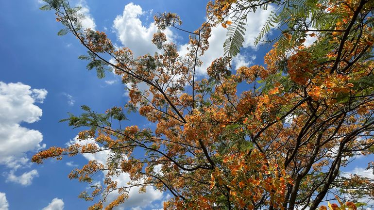 Parque Ecológico Lago Norte - Mata Ciliar | Agência Brasil