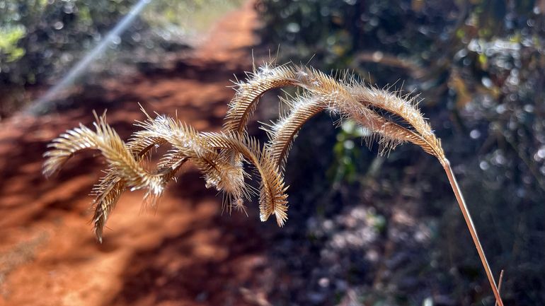 CORES E FORMAS DO CERRADO EM BRASÍLIA | Agência Brasil