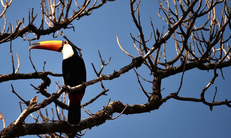Conheça a importância do cerrado e por que ele está ameaçado | EBC Rádios