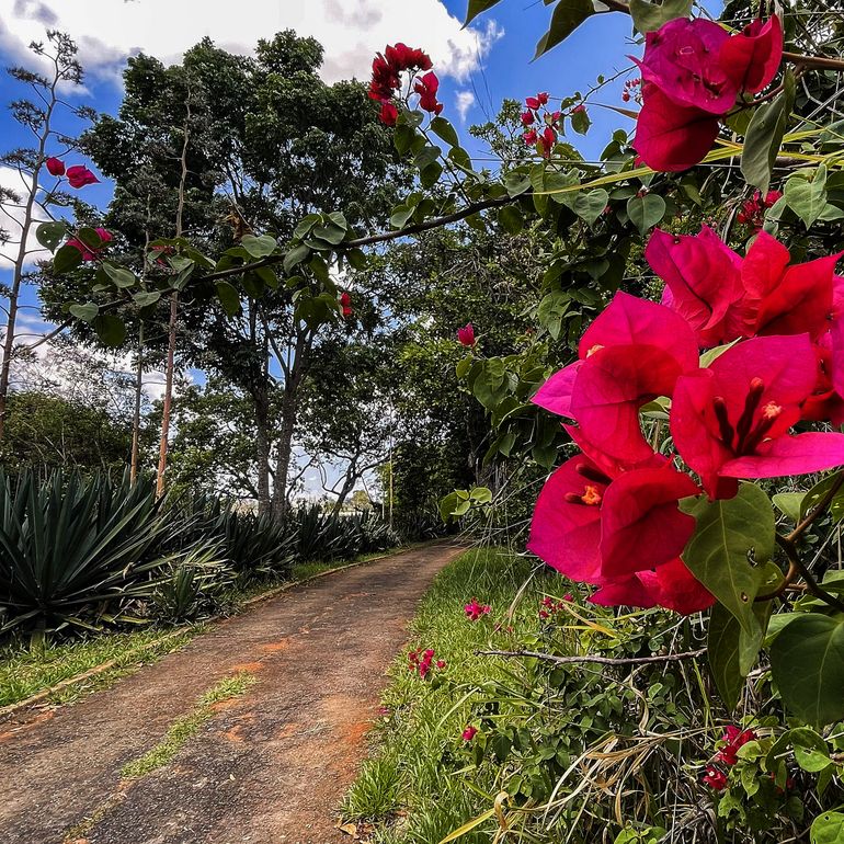 Parque Ecológico Lago Norte - Mata Ciliar | Agência Brasil