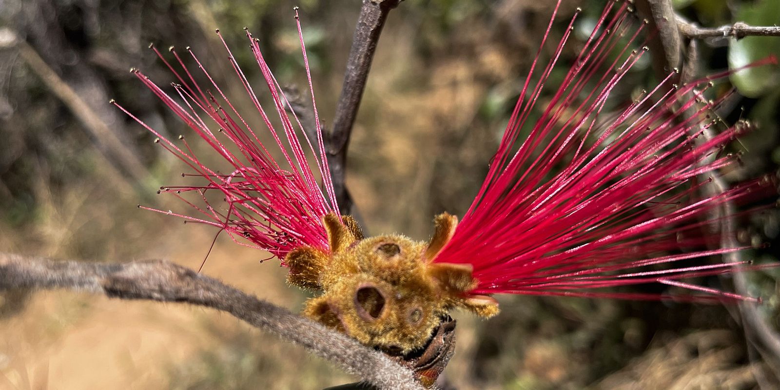 CORES E FORMAS DO CERRADO EM BRASÍLIA | Agência Brasil