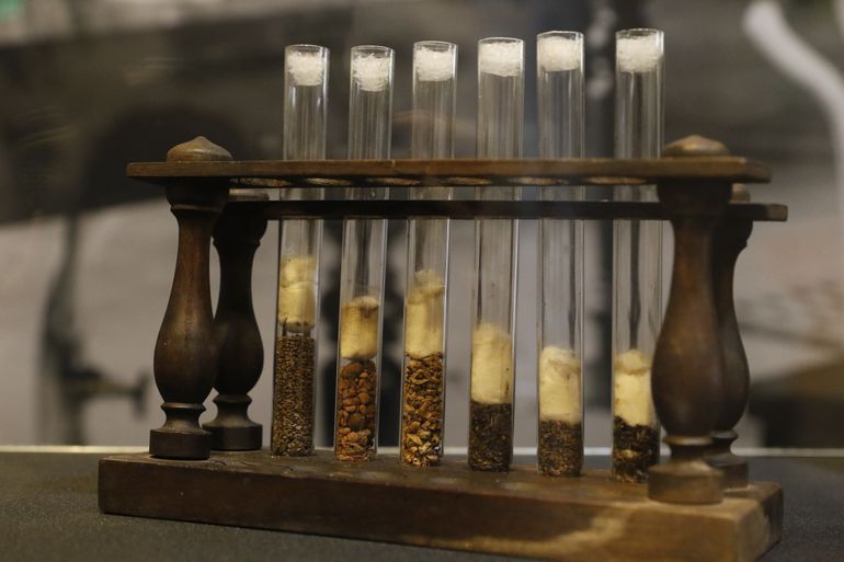 Jardim Botânico do Rio de Janeiro promove atividades sobre o Pantanal ...