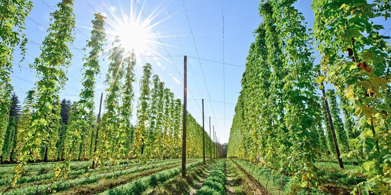 Scientists test bacteria to boost hop production in Brazil