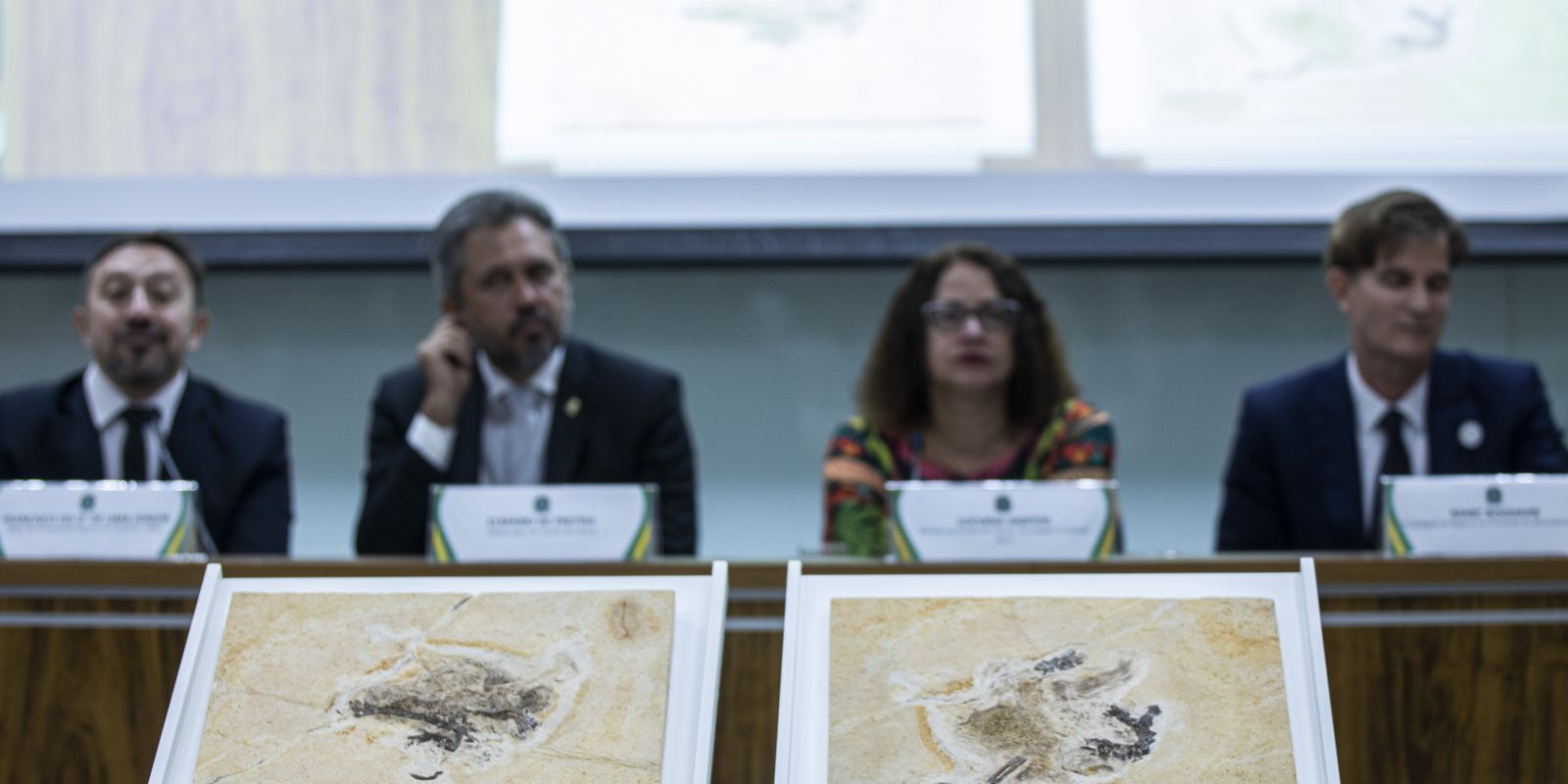 Fóssil Ubirajara jubatus | Agência Brasil