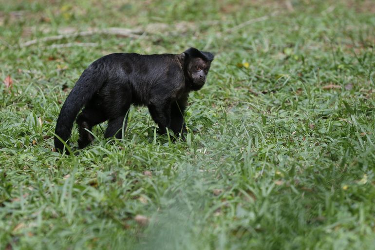 Jardim Botânico do Rio de Janeiro completa 214 anos | Agência Brasil