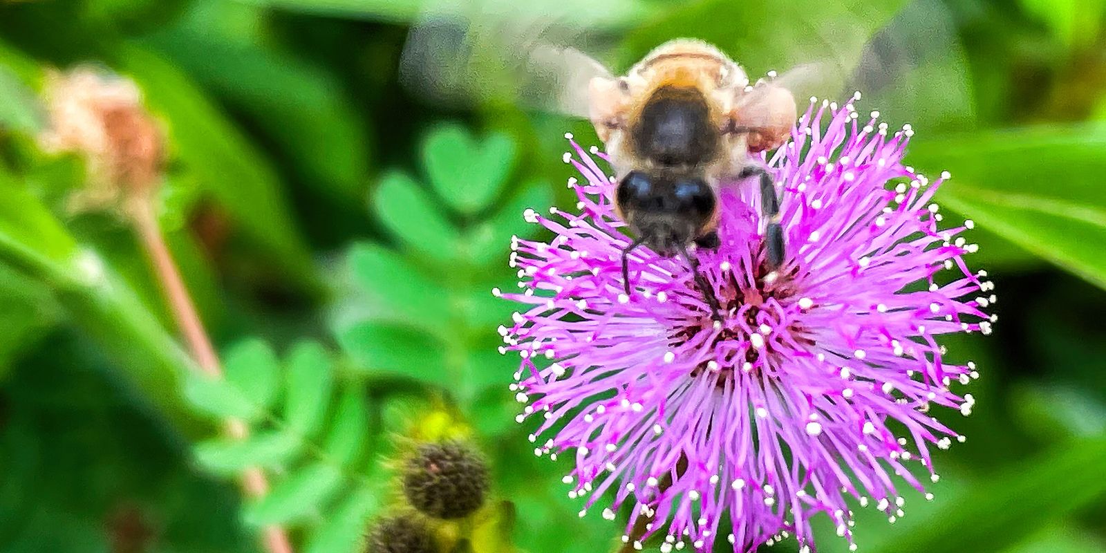 Abelha; pólem; polenização; extinção; abelha africana; mel | Agência Brasil