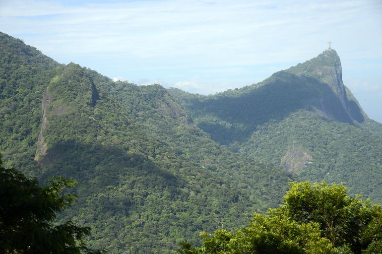 Vista da mata atlântica na Floresta da Tijuca, no Rio de Janeiro ...