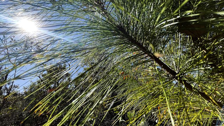 CORES E FORMAS DO CERRADO EM BRASÍLIA | Agência Brasil