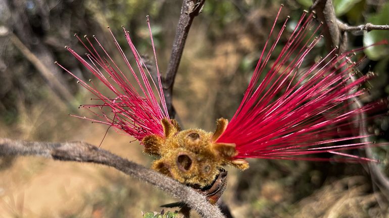 CORES E FORMAS DO CERRADO EM BRASÍLIA | Agência Brasil