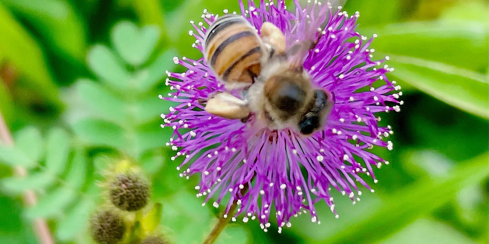 Abelha; pólem; polenização; extinção; abelha africana; mel | Agência Brasil