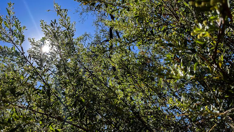 CORES E FORMAS DO CERRADO EM BRASÍLIA | Agência Brasil