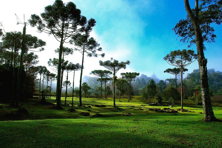 Cerveja de pinhão gera lucro para pequenos agricultores | Agência Brasil