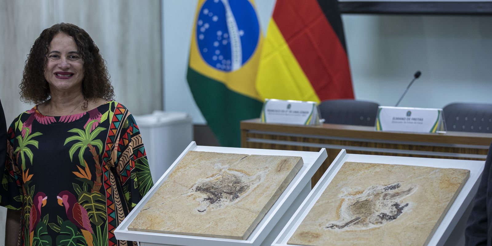 Fóssil Ubirajara jubatus | Agência Brasil