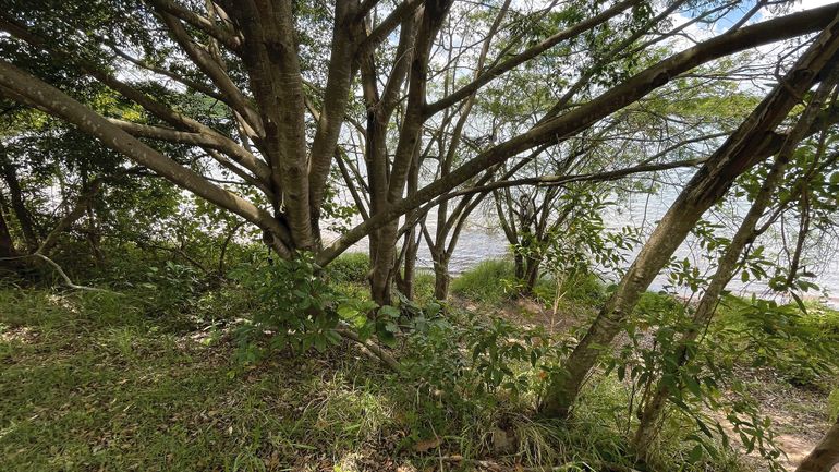 Parque Ecológico Lago Norte - Mata Ciliar | Agência Brasil