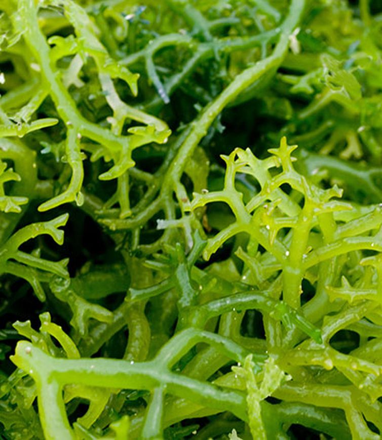 Pesquisa usa alga como fibra para tecido | EBC Rádios