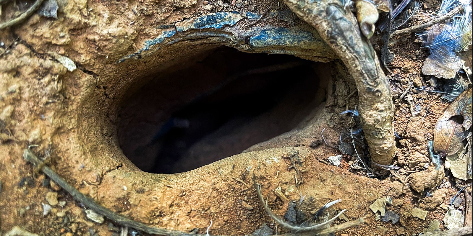 CORES E FORMAS DO CERRADO EM BRASÍLIA | Agência Brasil