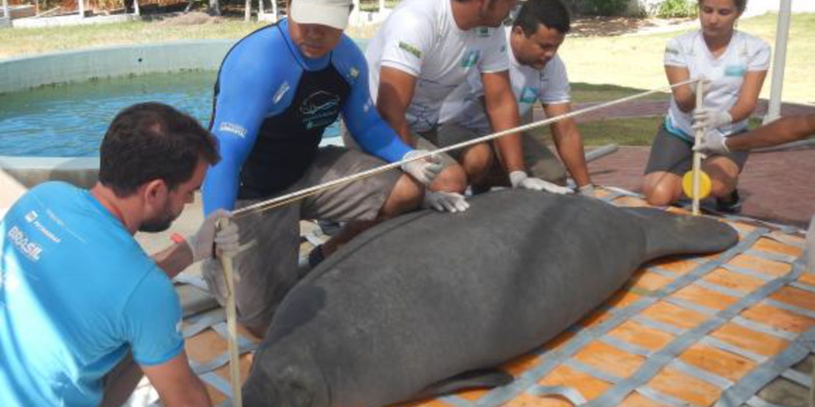 Proyecto devuelve manatíes a la naturaleza | Agência Brasil