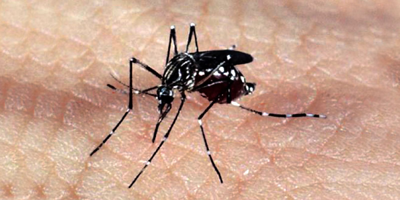 Casos De Dengue Aumentam 45 No Rio E Prefeitura Faz Campanha Agência