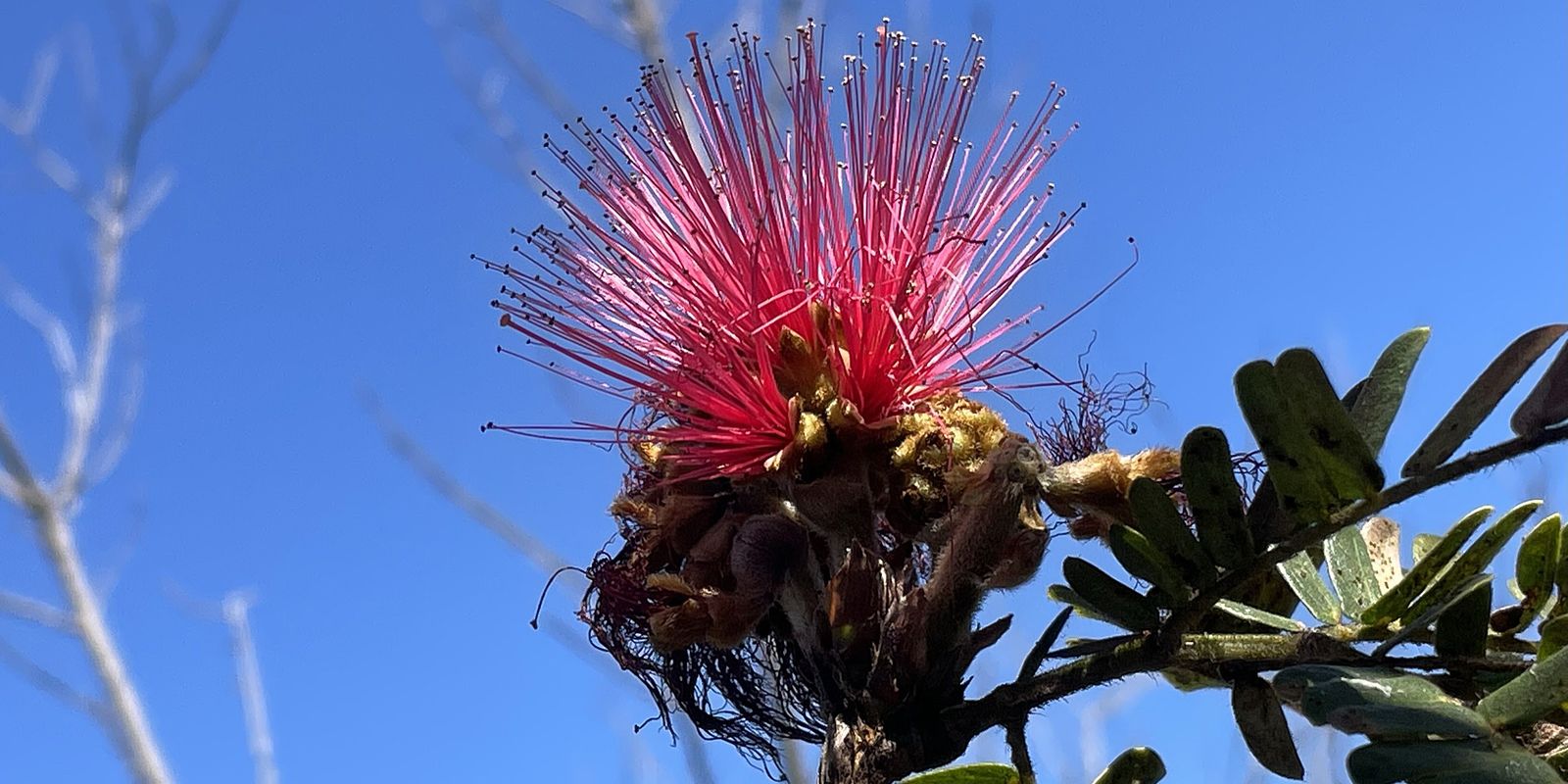 CORES E FORMAS DO CERRADO EM BRASÍLIA | Agência Brasil