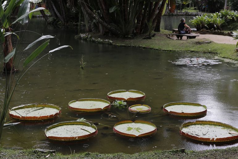 Jardim Botânico do Rio de Janeiro completa 214 anos | Agência Brasil
