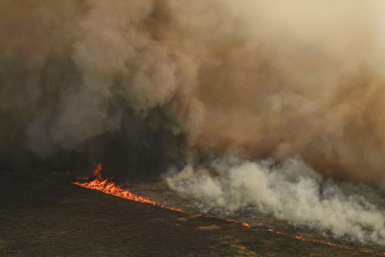 Incêndio No Pantanal Tem Cenário De Animais Em Fuga E Muita Ventania