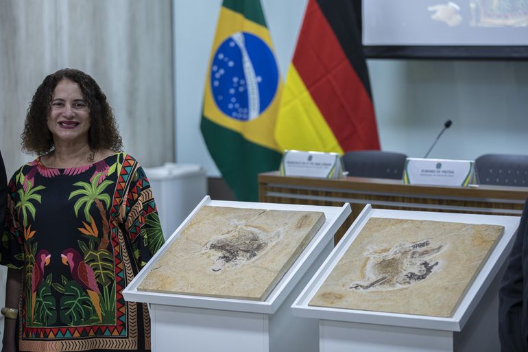 Fóssil Ubirajara jubatus | Agência Brasil