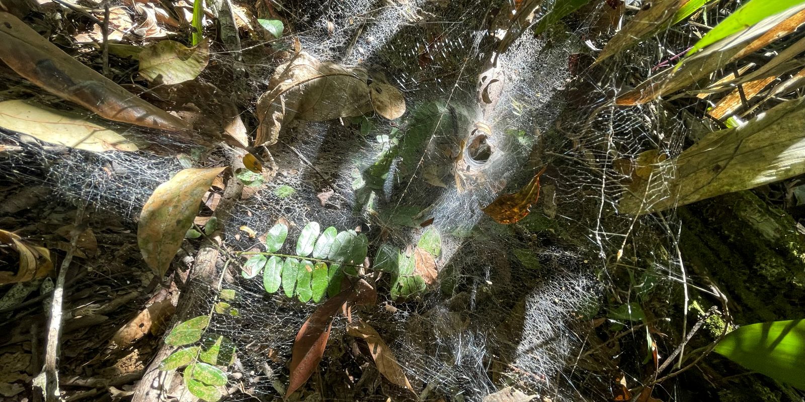 CORES E FORMAS DO CERRADO EM BRASÍLIA | Agência Brasil
