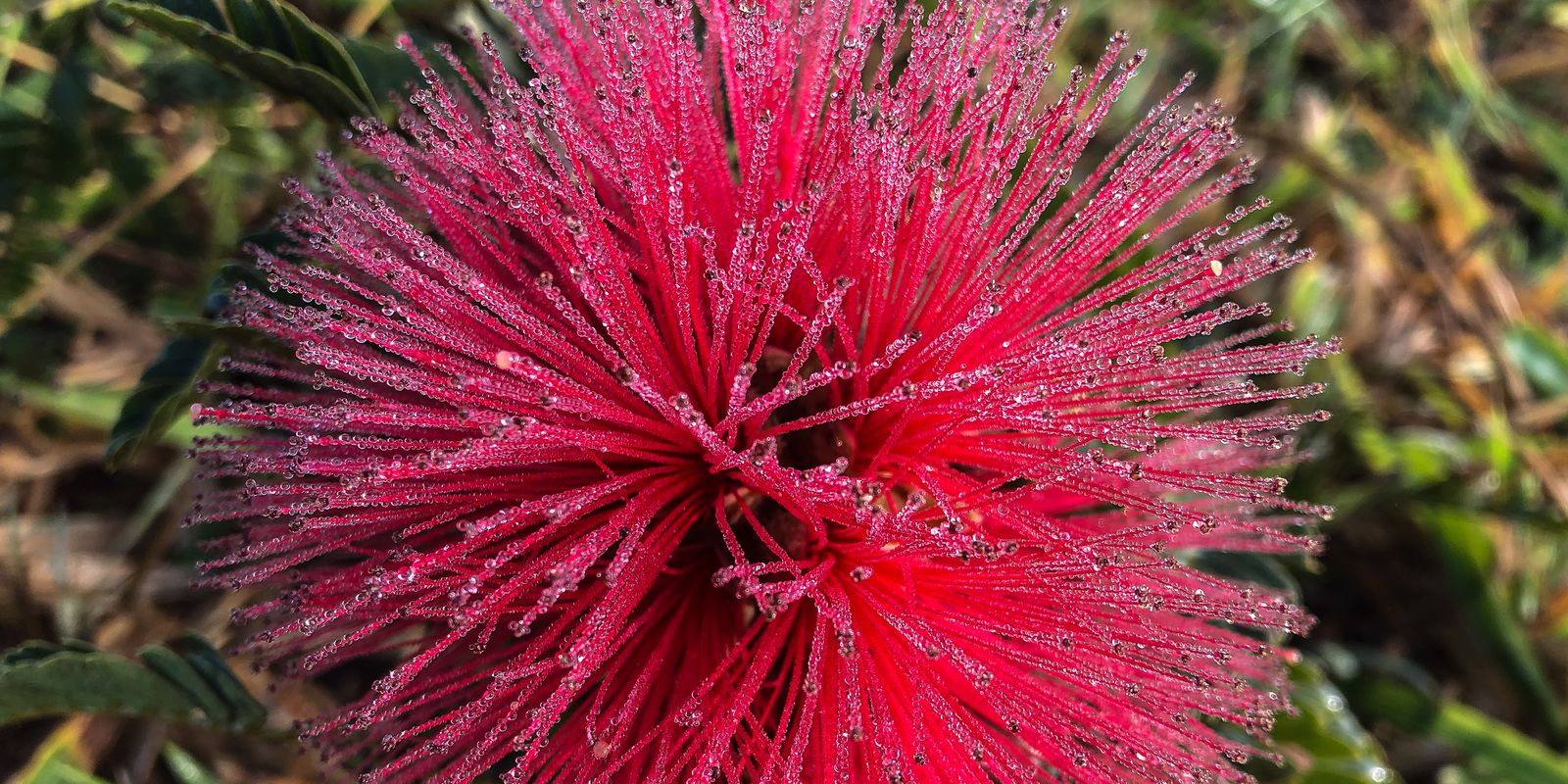 Calliandra harrisii | Agência Brasil
