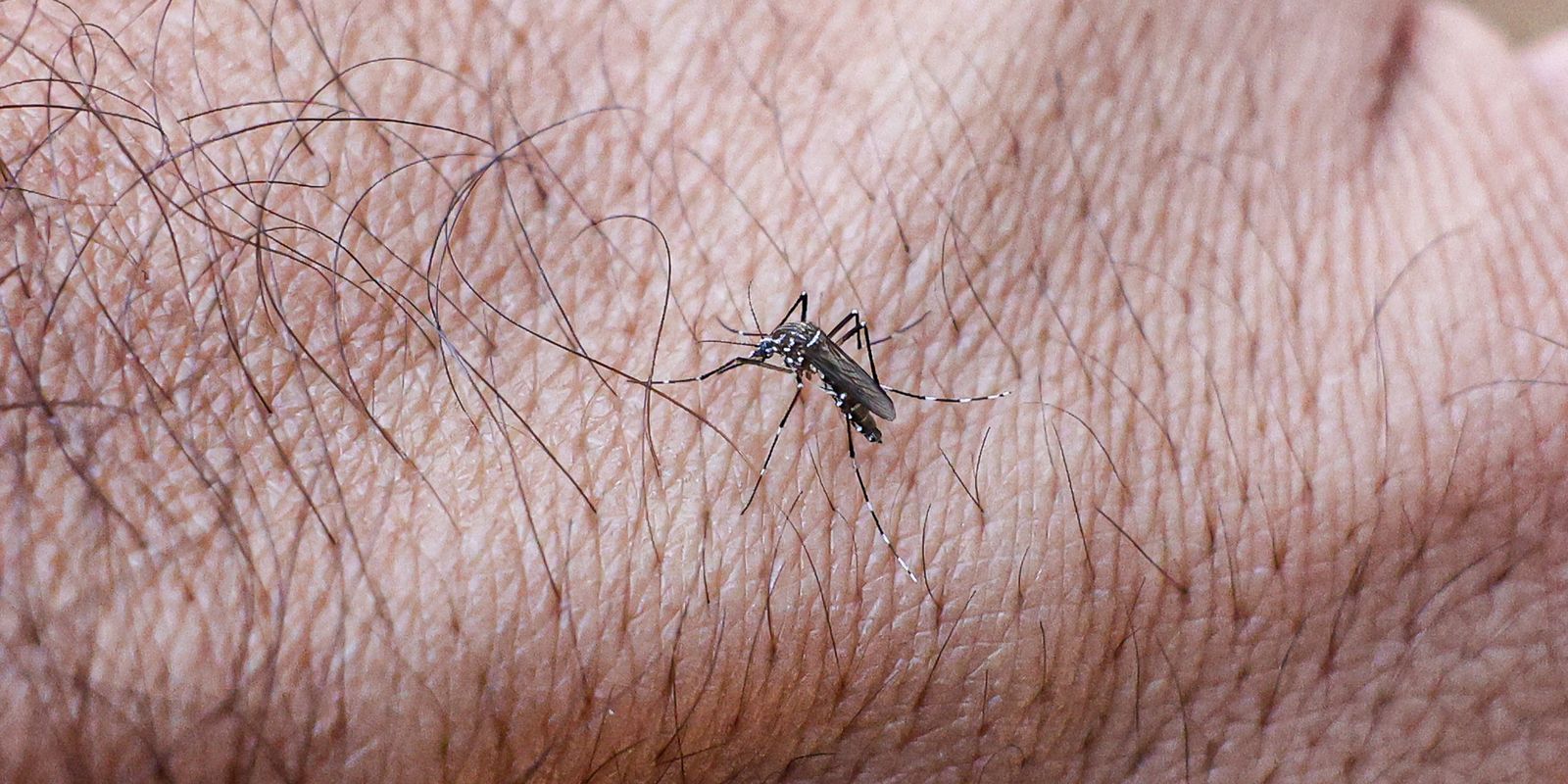 Dengue leva São Raimundo Nonato - PI a declarar estado de emergência ...
