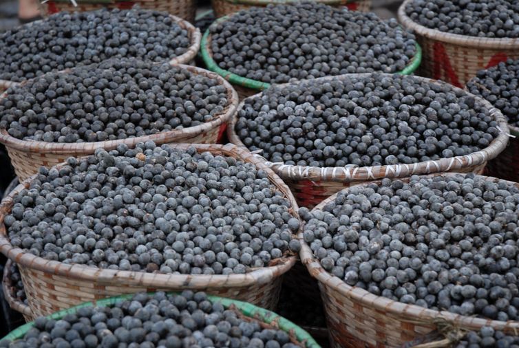 No dia da Gula, conheça o livro Amazônia à Mesa | EBC Rádios