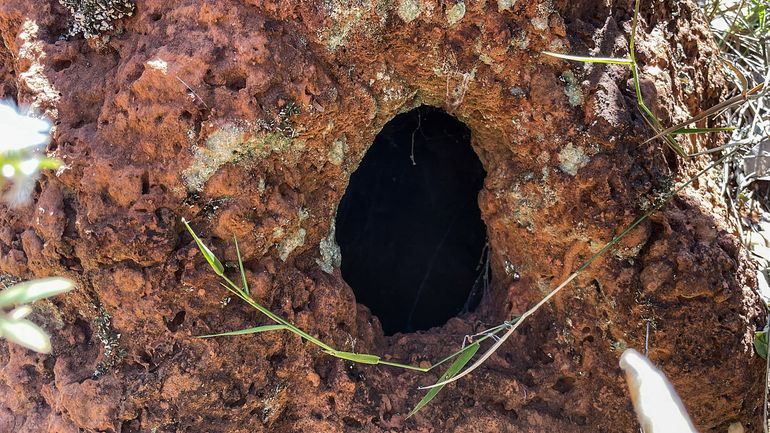 CORES E FORMAS DO CERRADO EM BRASÍLIA | Agência Brasil