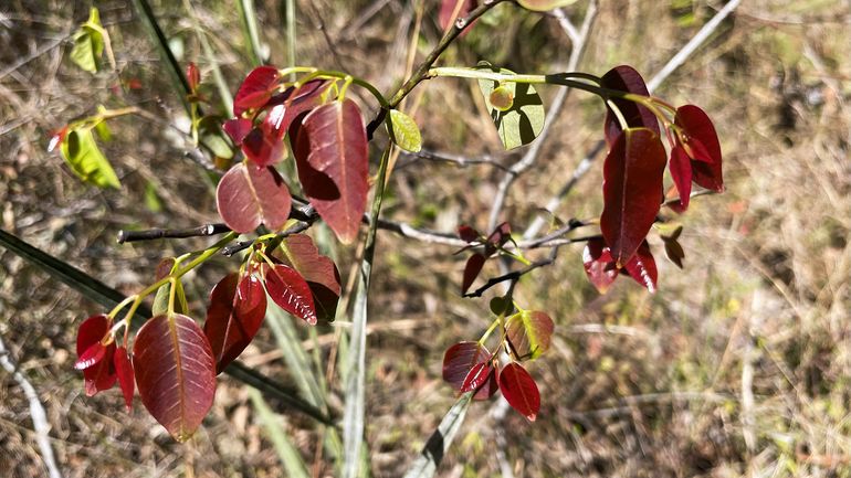 CORES E FORMAS DO CERRADO EM BRASÍLIA | Agência Brasil