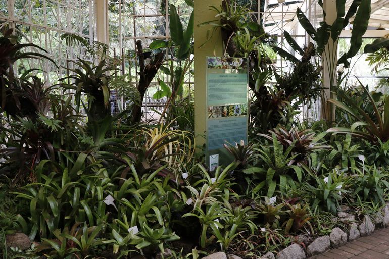 Jardim Botânico do Rio de Janeiro completa 214 anos | Agência Brasil