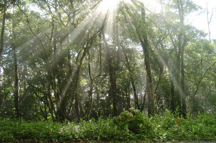 Instituto nacional da Mata Atlântica desenvolve pesquisa para conhecer ...