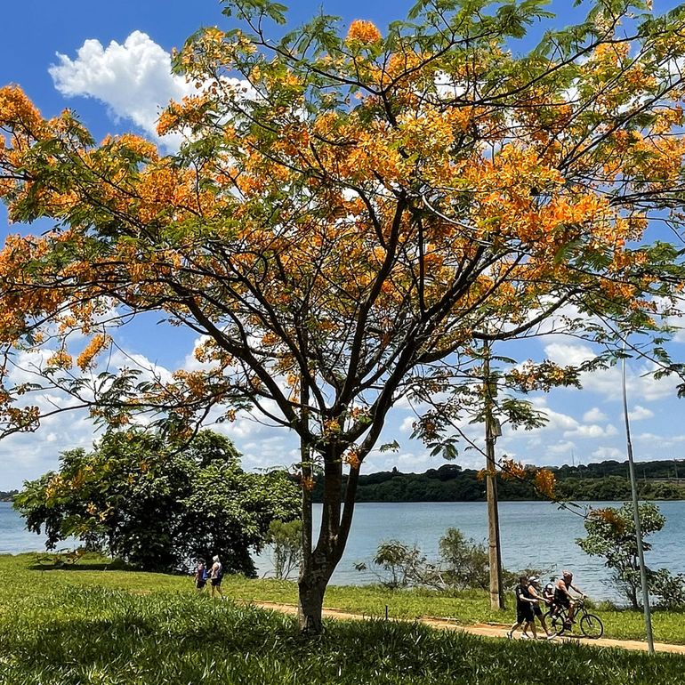 Parque Ecológico Lago Norte - Mata Ciliar | Agência Brasil