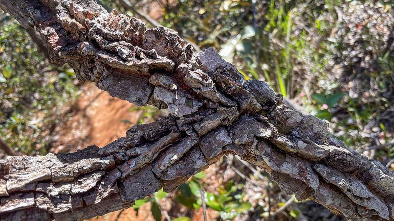 CORES E FORMAS DO CERRADO EM BRASÍLIA | Agência Brasil